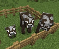 Cow/Gallery | Minecraft Wiki | Fandom