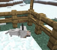 Wolf/Gallery | Minecraft Wiki | Fandom