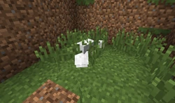 Minecraft Schafgesicht