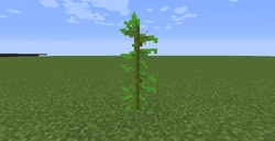 Kelp Minecraft