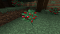 Sweet Berries – Minecraft Wiki