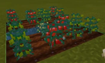 Tomato | Minecraft Fanon Wiki | Fandom