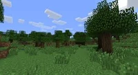 Oak Forest | Minecraft Network | Fandom