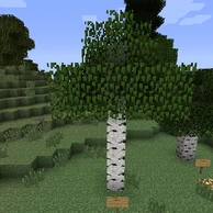 Birch Tree | Minecraft Bedrock Wiki | Fandom