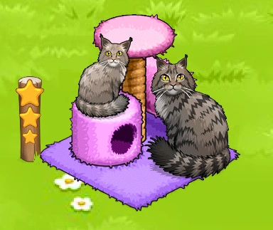 Maine Coon | Mini Pets Wiki | Fandom