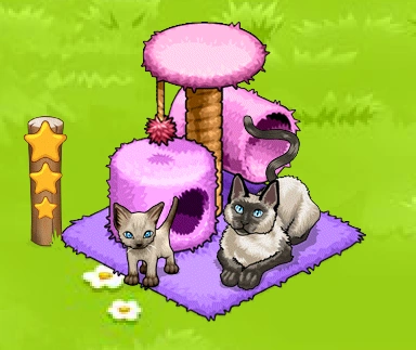 Siamese Cat | Mini Pets Wiki | Fandom