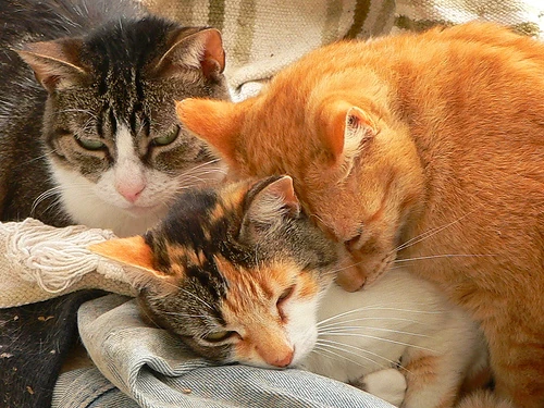 Gatos | Wiki Gatos | Fandom