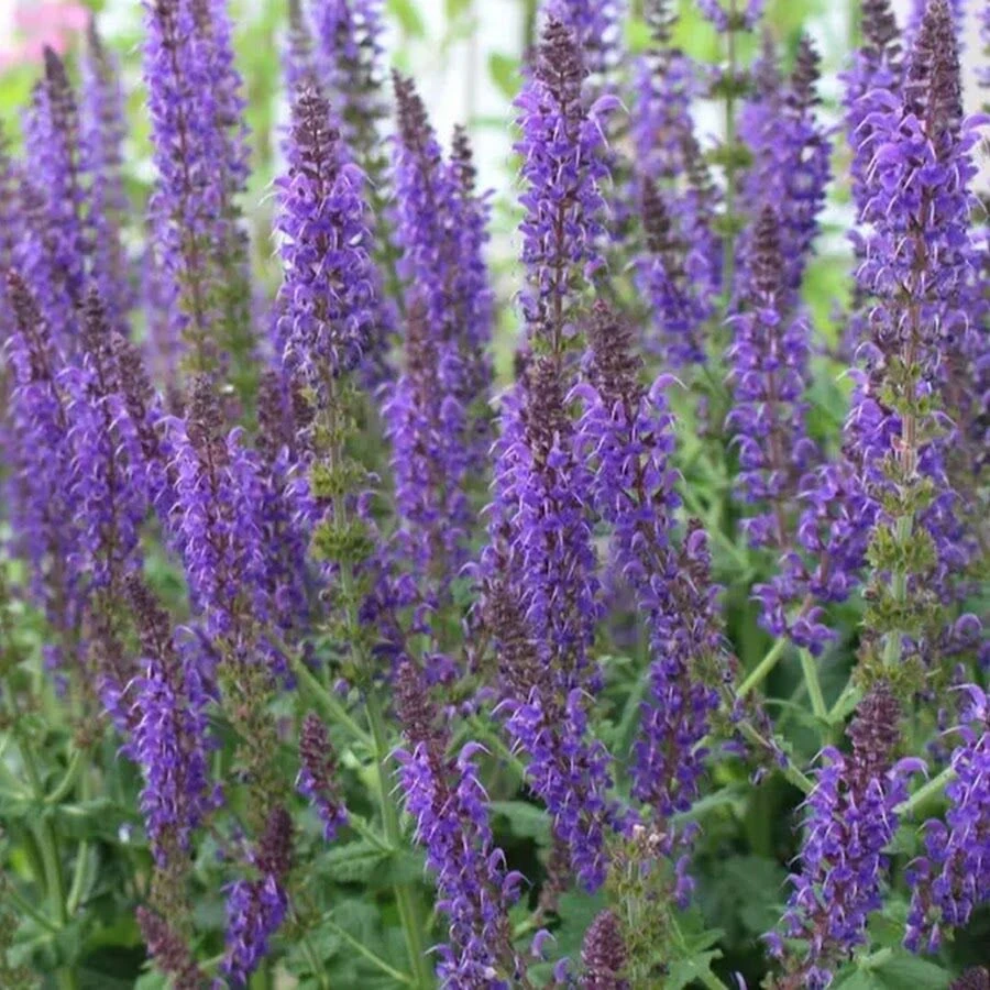 lakeus | Minitubia | Fandom