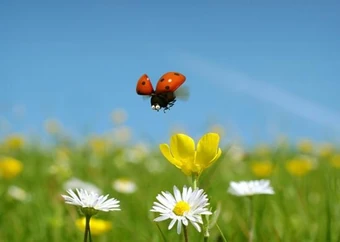 Minuscule Ladybug