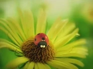 Ladybug | Minuscule Wiki | Fandom