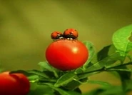 Ladybug | Minuscule Wiki | Fandom