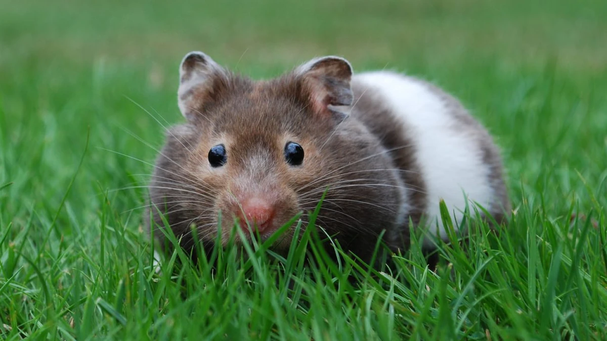 Volpina | Miraculous Studios Wiki | Fandom