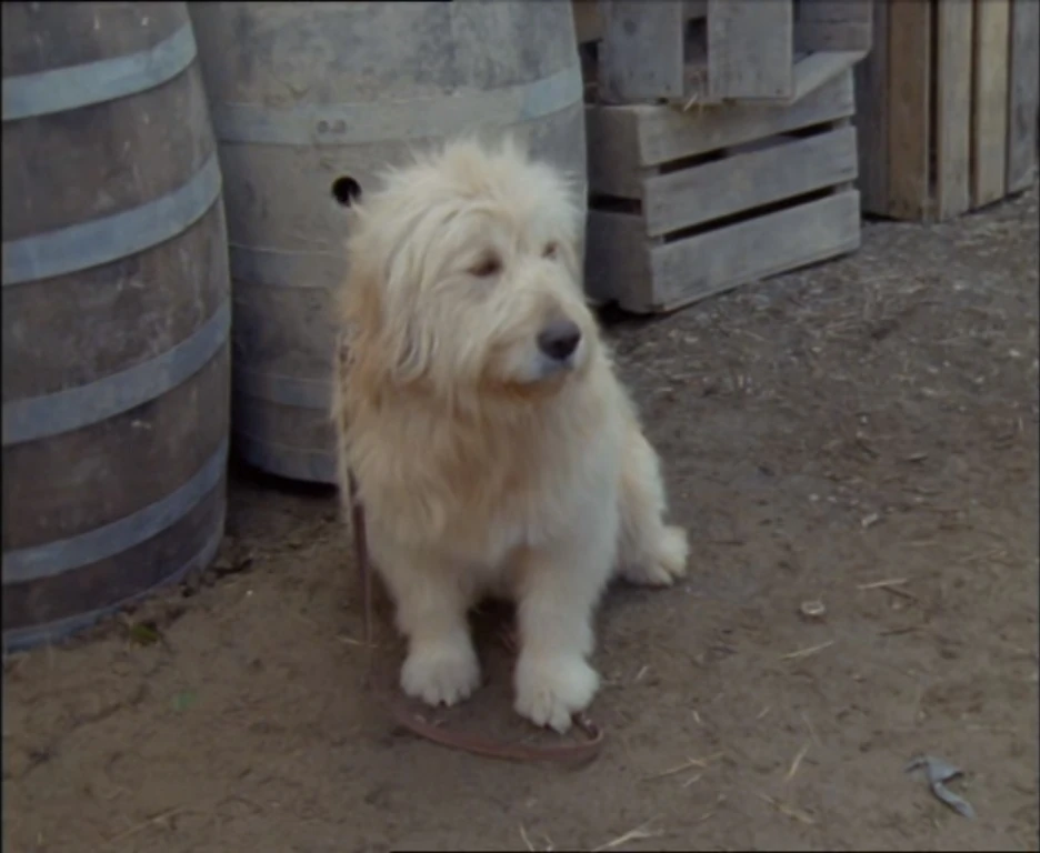 Mandy's Dog | Mirror Mirror (TV Series) Wiki | Fandom