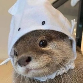 Detail | MirrORG Wiki | Fandom