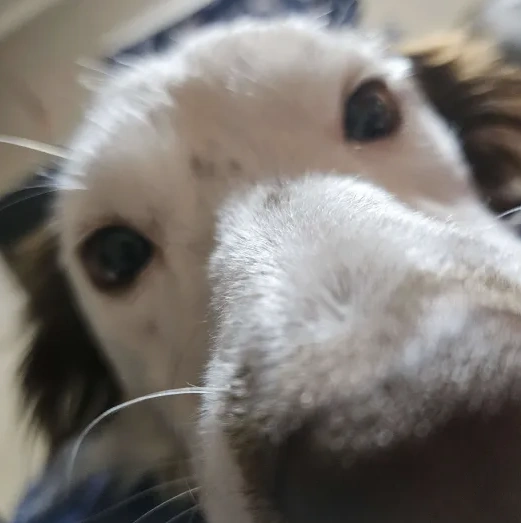 Alyssa | MirrORG Wiki | Fandom