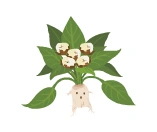 Mandrake | Mirror Realms Games Wiki | Fandom