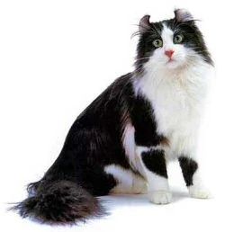 Curl americano | Animales Wiki | Fandom