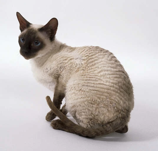 Cornish Rex | Animales Wiki | Fandom