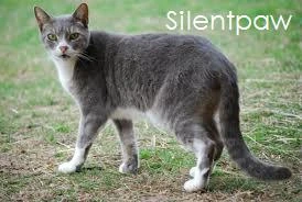 Silentpaw | MistClan Roleplaying Wiki | Fandom