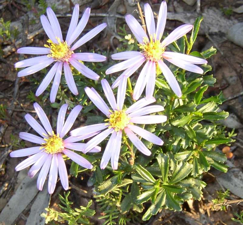 Sandy | Mitakihara Original Wiki | Fandom