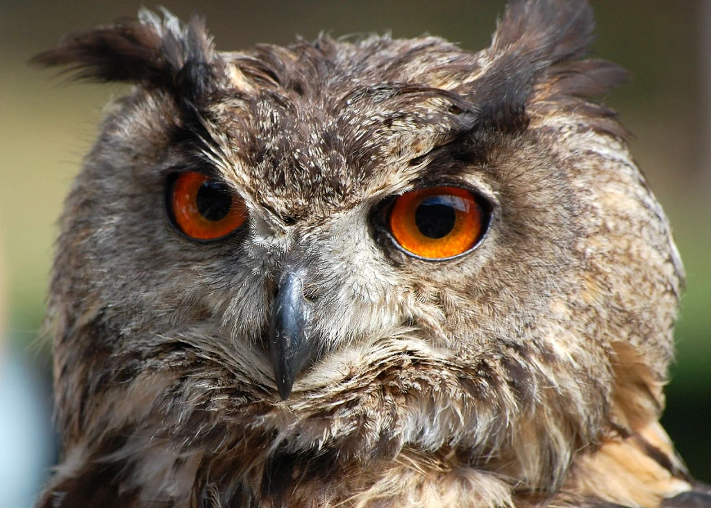 Eule | Mittelalter Wiki | Fandom