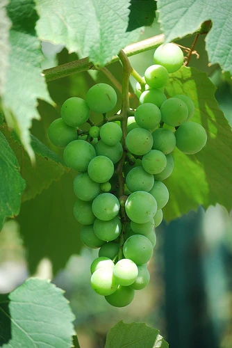 Weinstock | Mittelalter Wiki | Fandom