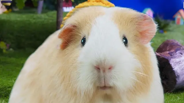 Apricot | Mittens & Pants Wiki | Fandom