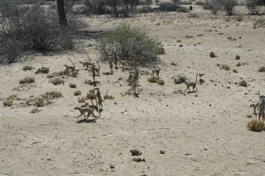 Efrafa Mob | Meerkats Fanon Wiki | Fandom