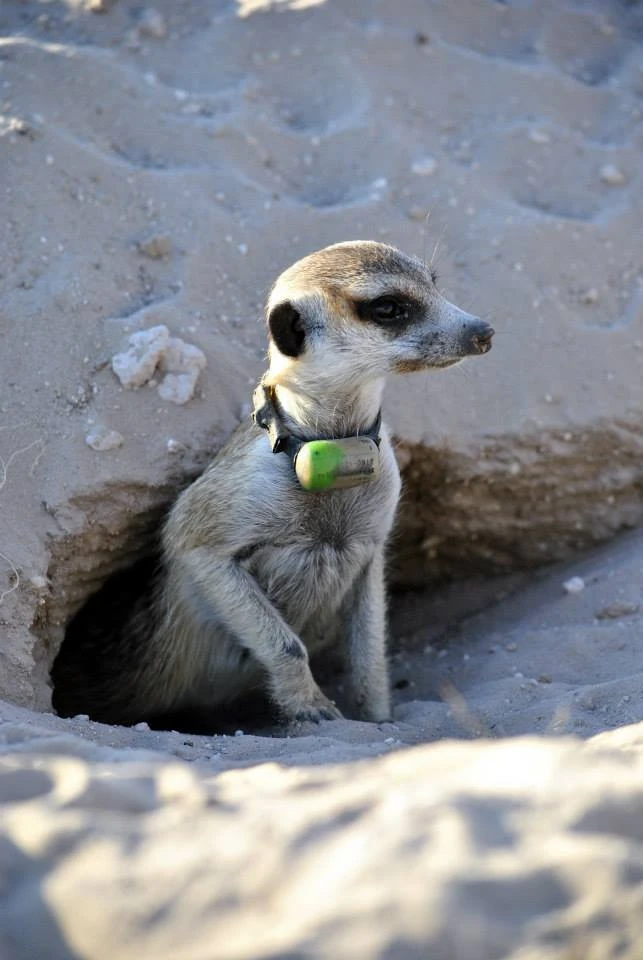 Ellie Werewolves | Meerkats Fanon Wiki | Fandom