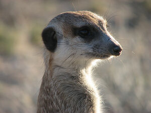 Drie Doring Mob | Meerkats Fanon Wiki | Fandom