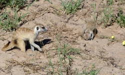 Meerkat Diaries | Meerkats Fanon Wiki | Fandom