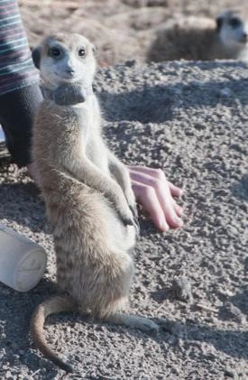 Bubble Toes Moomins | Meerkats Fanon Wiki | Fandom