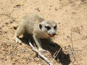 Pokemon Mob | Meerkats Fanon Wiki | Fandom
