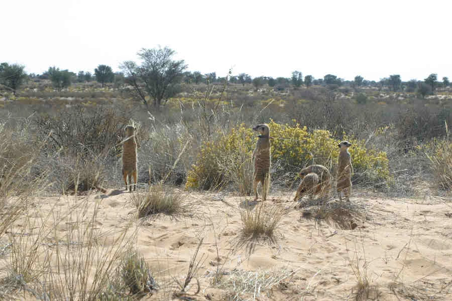 Pikmin Mob | Meerkats Fanon Wiki | Fandom