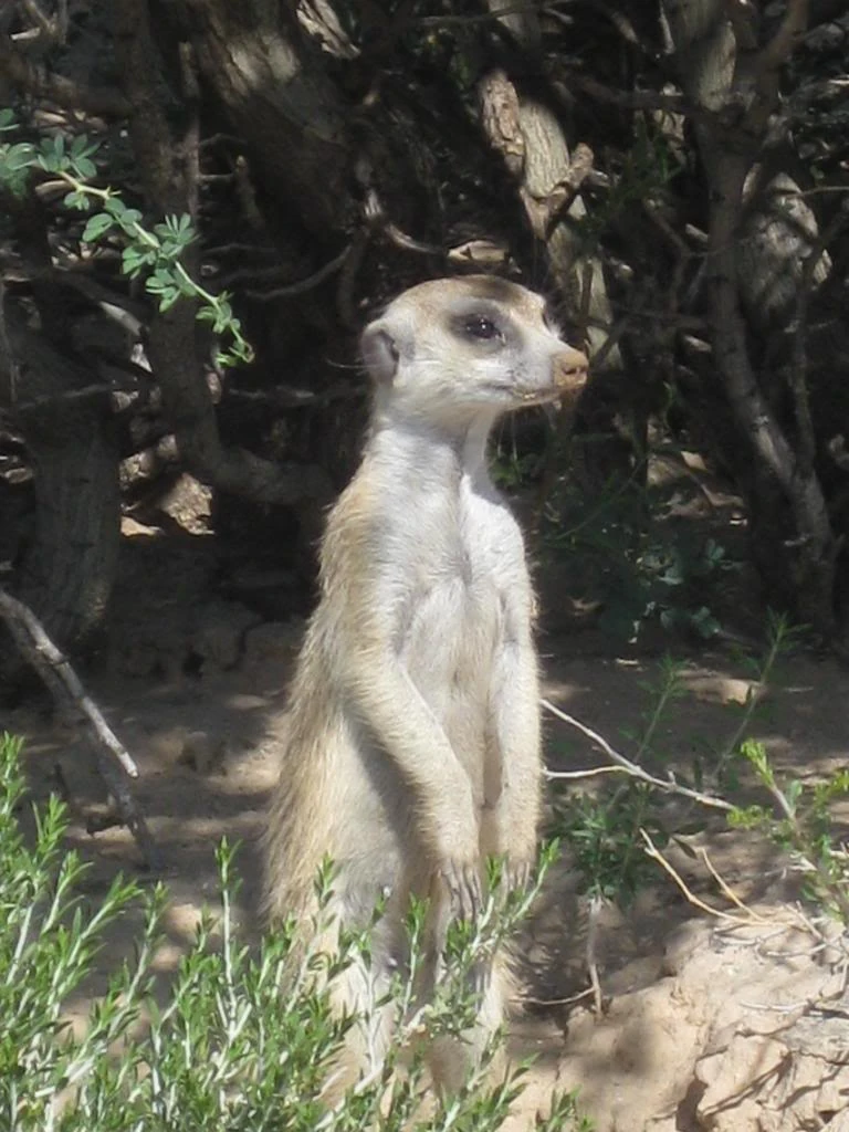 Laura Cerulean | Meerkats Fanon Wiki | Fandom