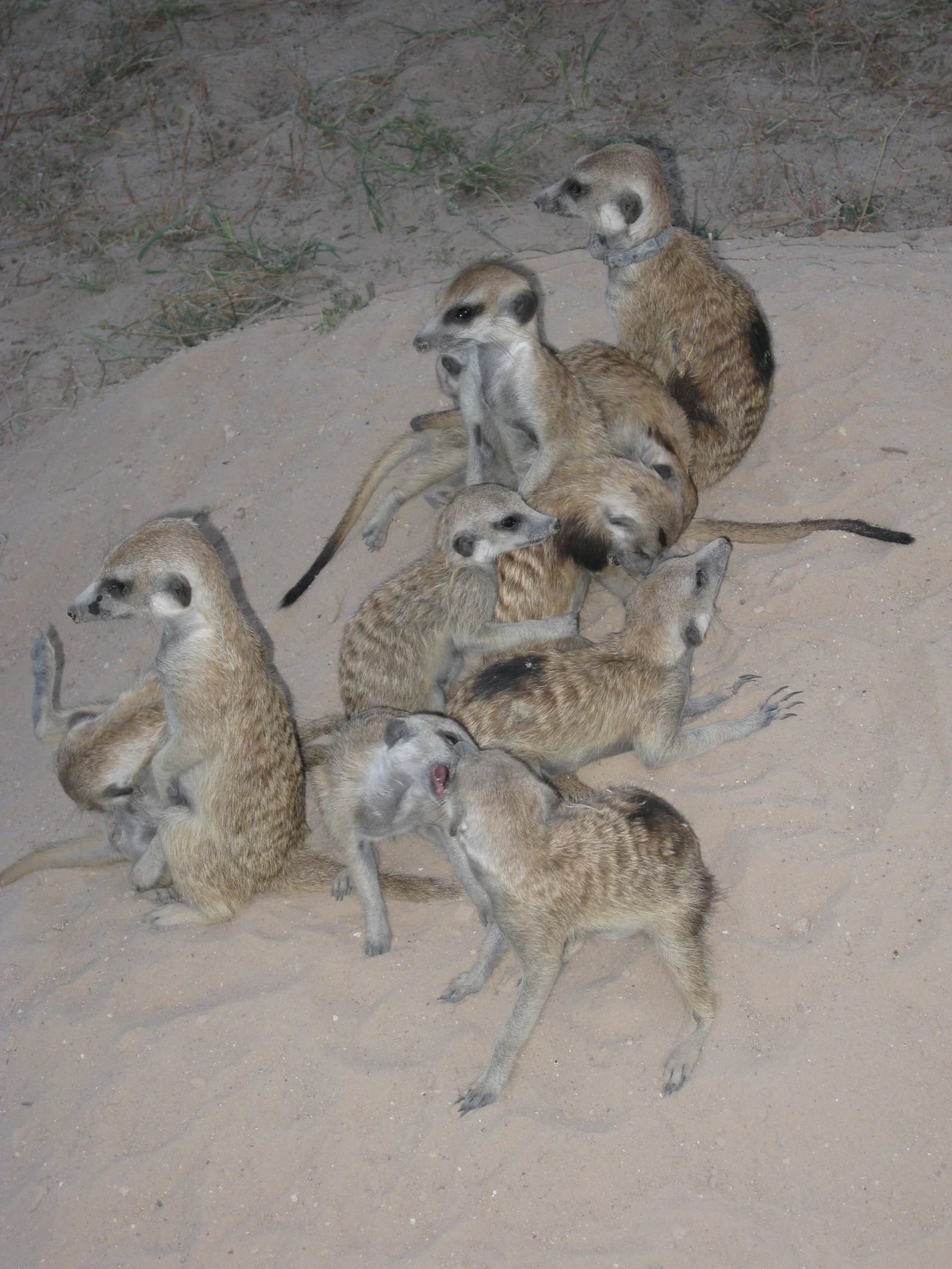 Voyager Mob | Meerkats Fanon Wiki | Fandom