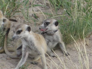 Zutus Mob | Meerkats Fanon Wiki | Fandom