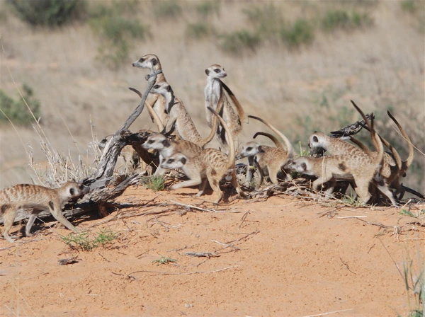South Africa Meerkat Project | Meerkats Fanon Wiki | Fandom