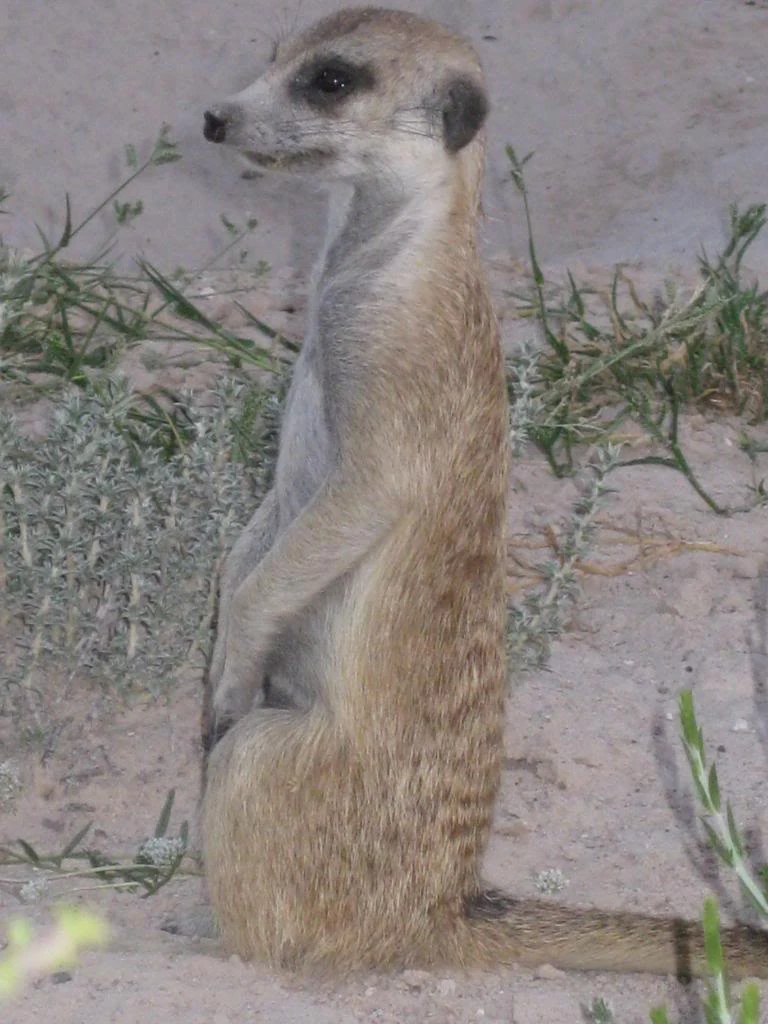 Scooter Troopers | Meerkats Fanon Wiki | Fandom