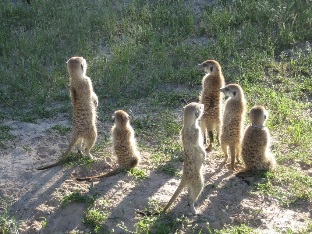 Mongoose Mob | Meerkats Fanon Wiki | Fandom