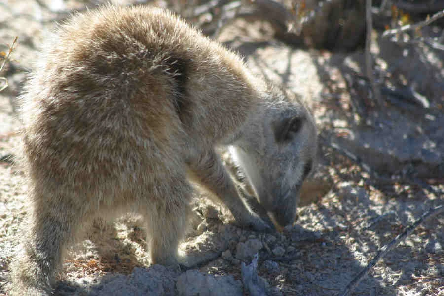 Meerkat Team | Meerkats Fanon Wiki | Fandom