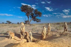 Solar Mob | Meerkats Fanon Wiki | Fandom