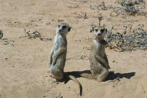 Yossarian Vivian | Meerkats Fanon Wiki | Fandom