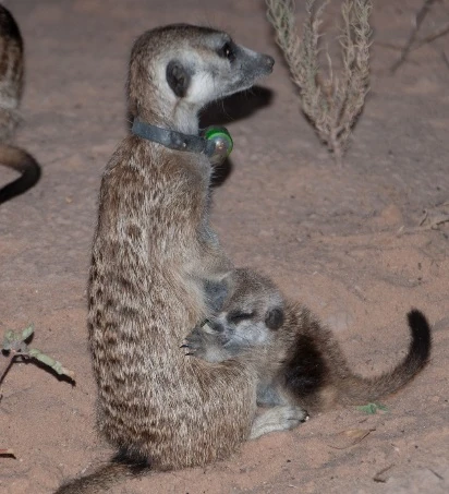 Pandora Mob | Meerkats Fanon Wiki | Fandom
