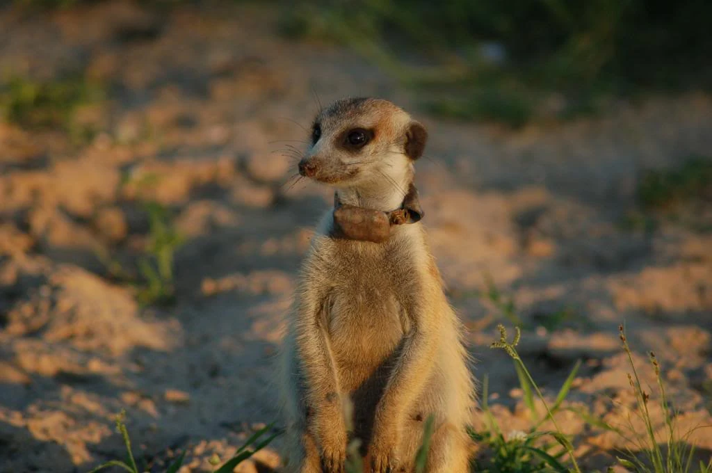 Seraphis Berserk | Meerkats Fanon Wiki | Fandom