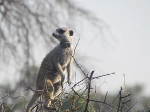 Guardians Mob | Meerkats Fanon Wiki | Fandom