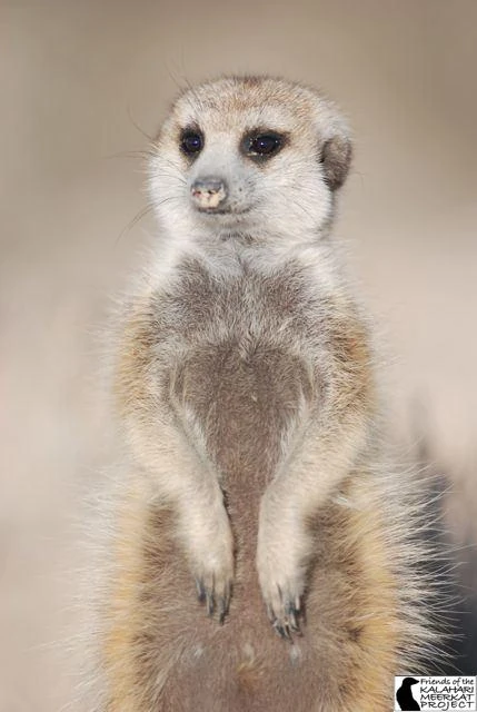 Axel Young Ones | Meerkats Fanon Wiki | Fandom