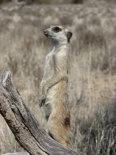 Viking Mob | Meerkats Fanon Wiki | Fandom