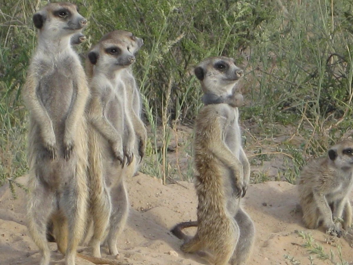 Tattoo Mob | Meerkats Fanon Wiki | Fandom
