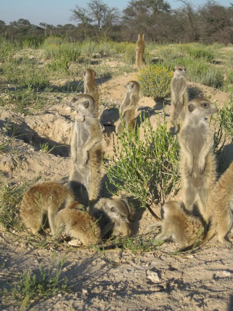 Digimon Mob | Meerkats Fanon Wiki | Fandom